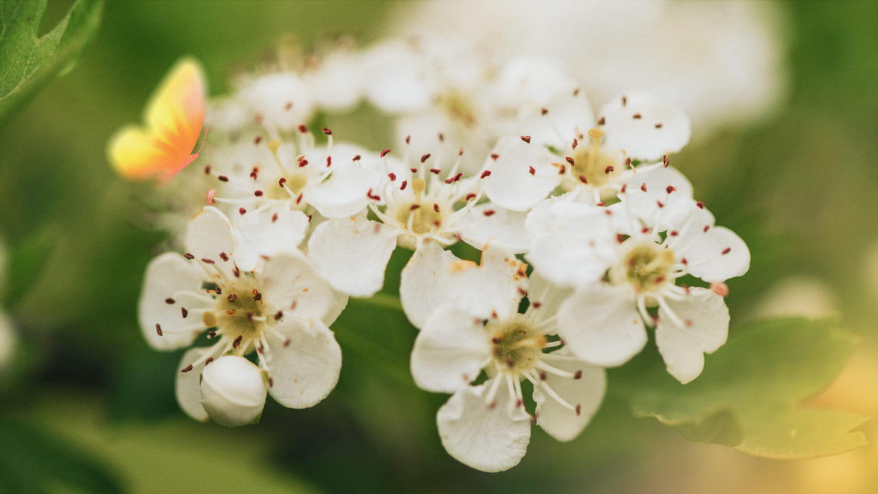 May Birth Flower Guide: Lily of the Valley & Hawthorn