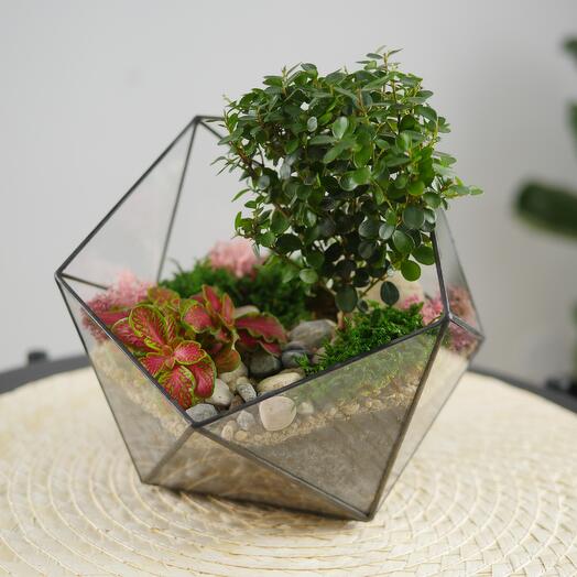 Флорариум бонсай Мирсина Икос, Live Plants Moscow, buy at a price of ...
