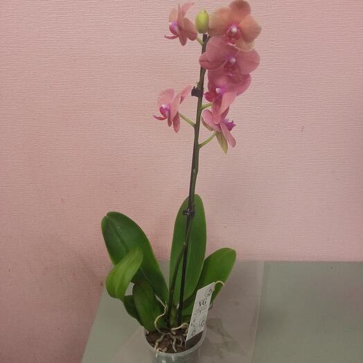 Орхидея фаленопсис, Live plants Saint Petersburg, buy at a price of ...